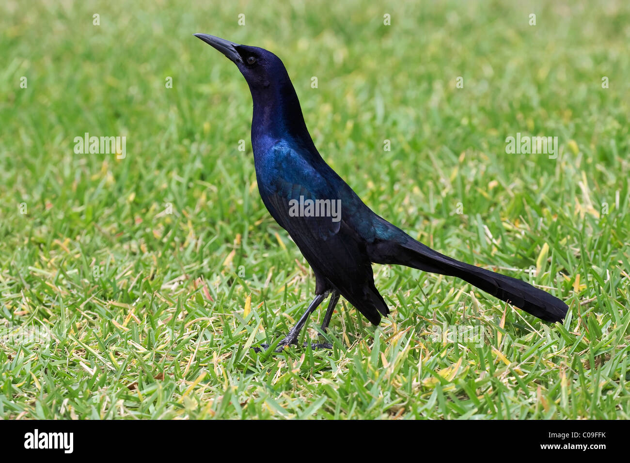 Male common grackle hi-res stock photography and images - Alamy