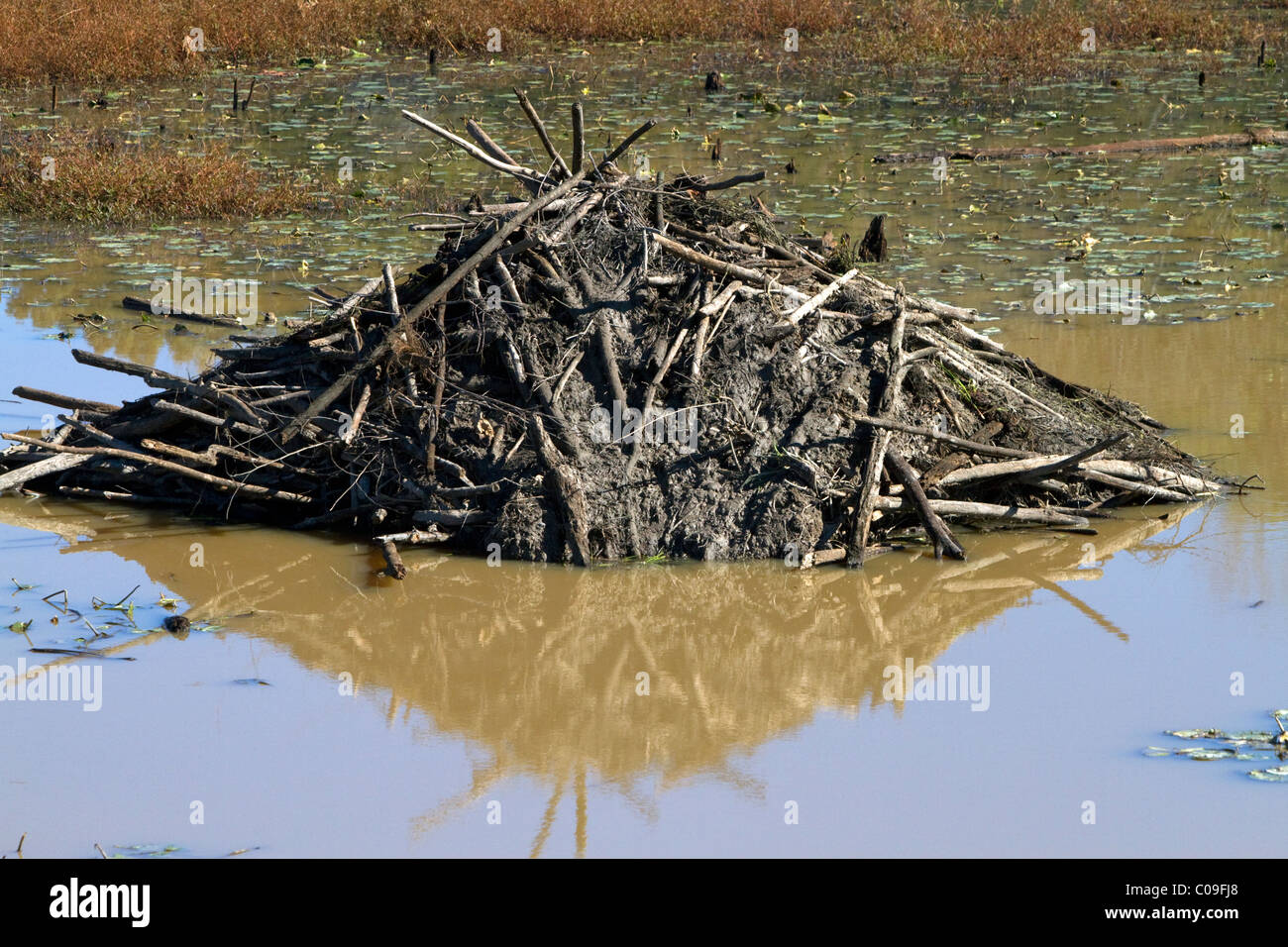 Beaver habitat hi-res stock photography and images - Alamy