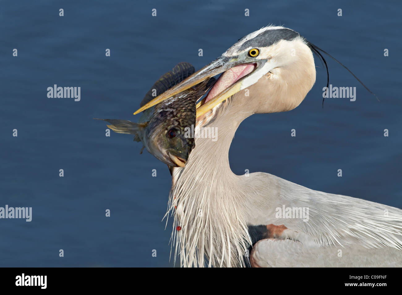 Great Blue Heron with fish catch Stock Photo - Alamy