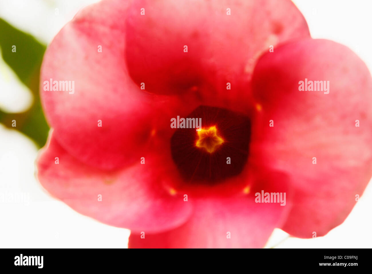 Close-up of a red flower Stock Photo - Alamy