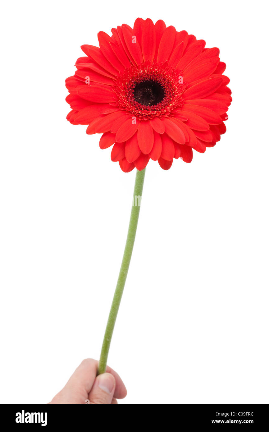 red Gerbera Daisy close up Stock Photo - Alamy