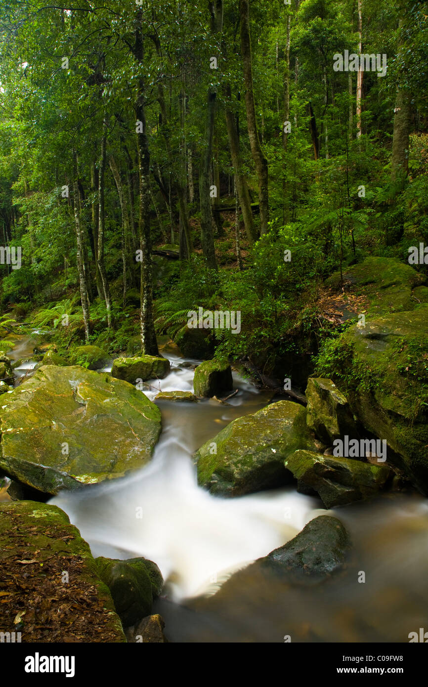 Australia, New South Wales, Blue Mountains National Park. Native bush ...
