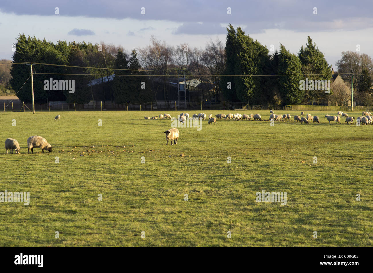 sheep farm field cotswolds Stock Photo - Alamy