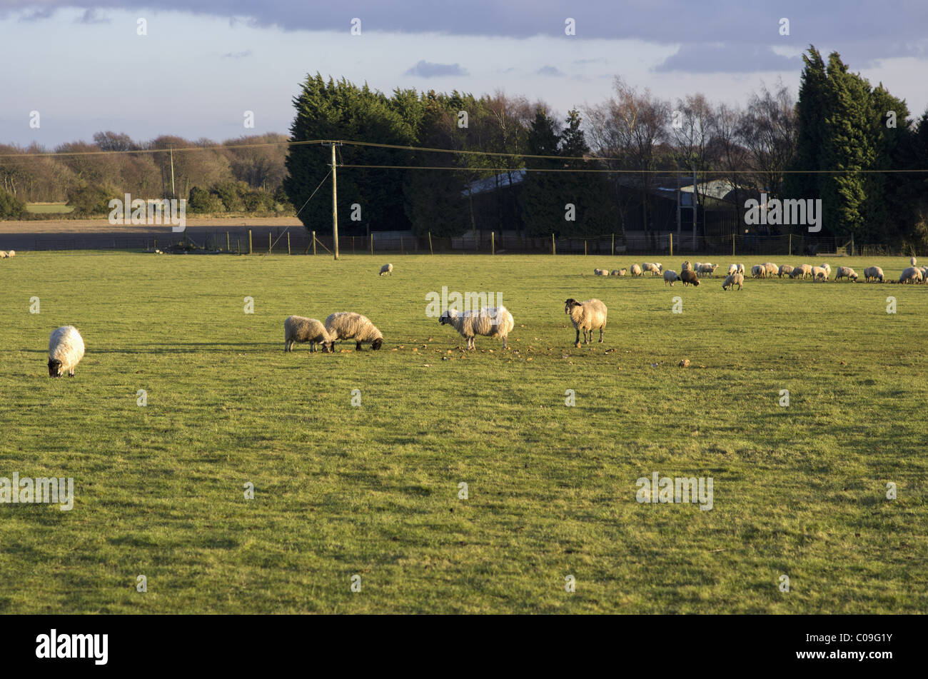 sheep farm field cotswolds Stock Photo - Alamy