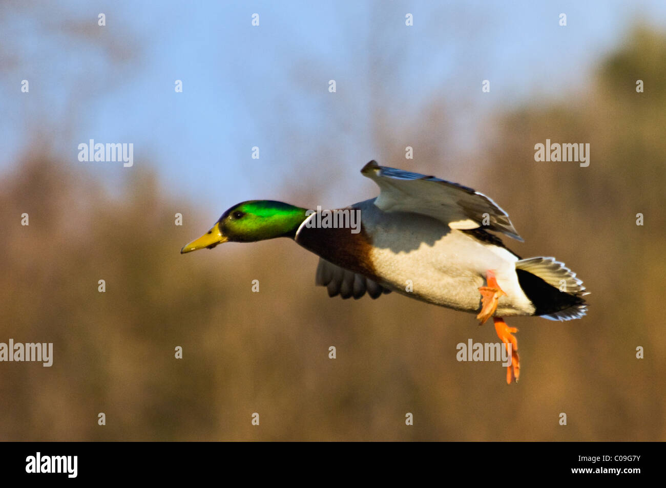 Mallard in Flight in Southern Indiana Stock Photo - Alamy