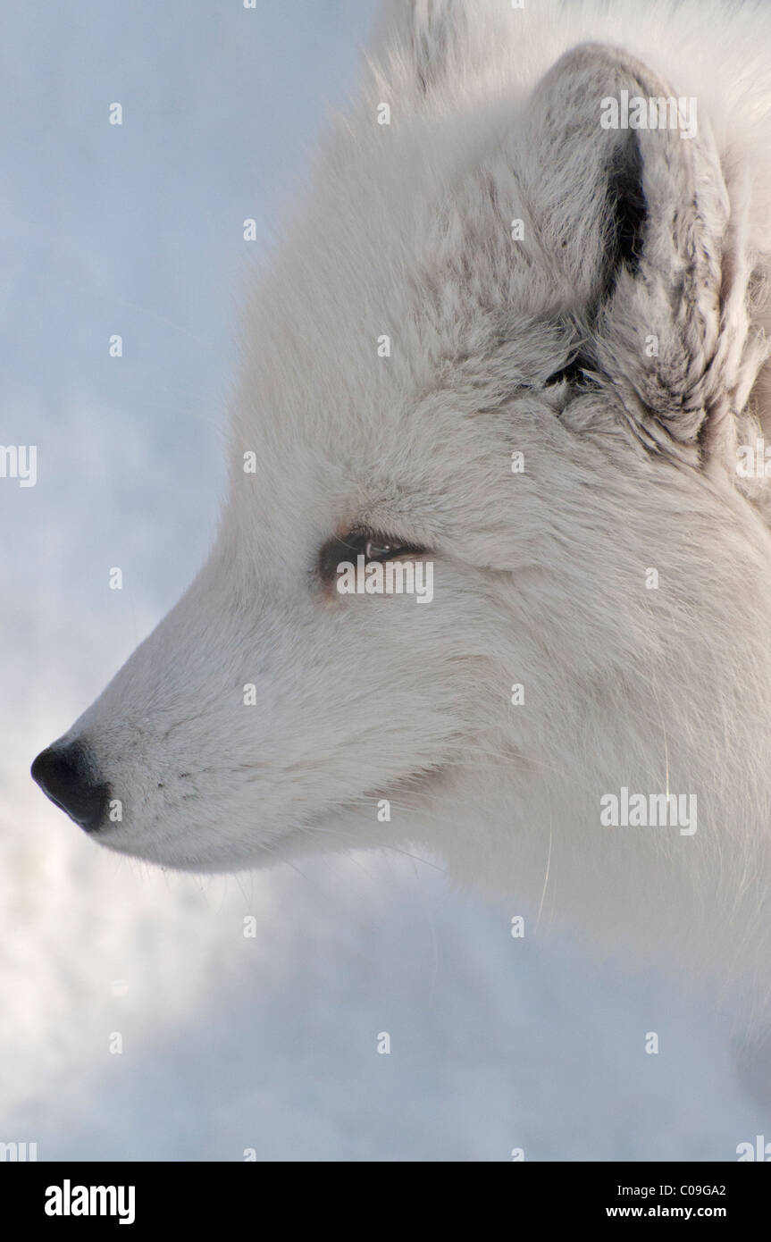 Arctic fox face hi-res stock photography and images - Alamy