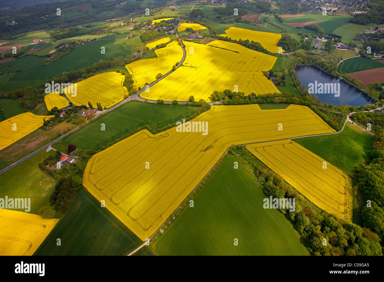 Aerial view, canola fields, Heiligenhaus, Ruhrgebiet region, North ...