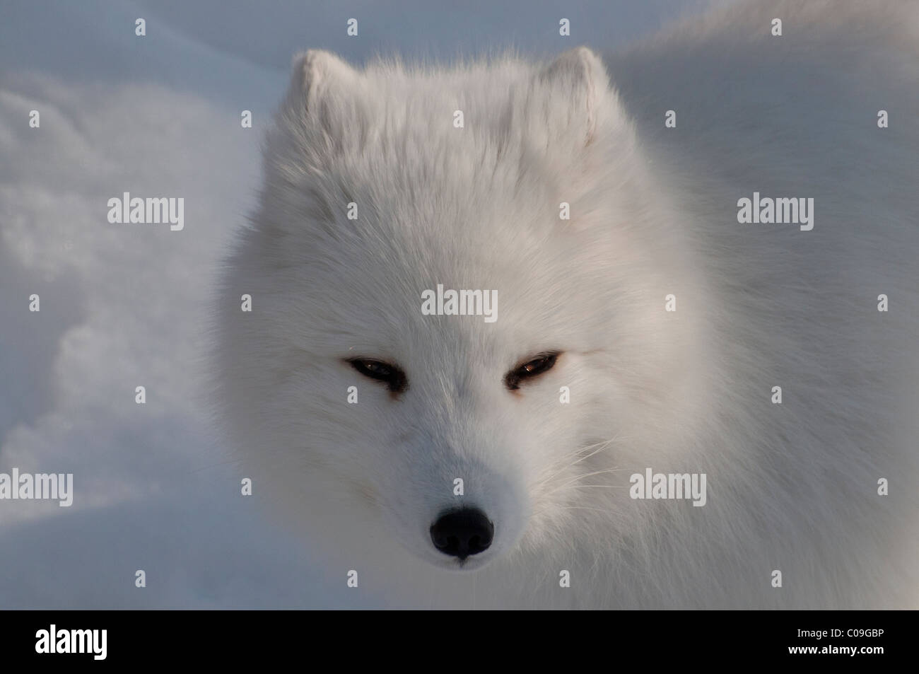 Arctic fox face hi-res stock photography and images - Alamy