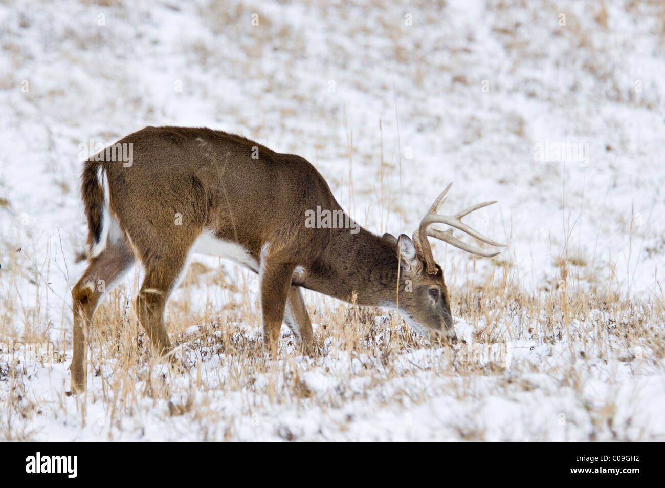 White-tailed Deer Buck With Broken Antler Tine Grazing in Snow Covered ...