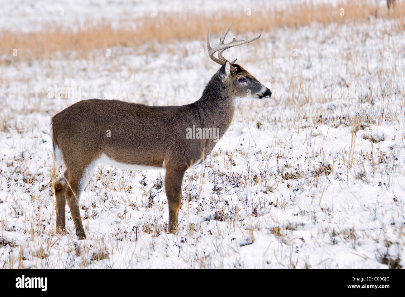 White-tailed Deer Buck With Broken Antler Tine in Snow Covered Field in ...