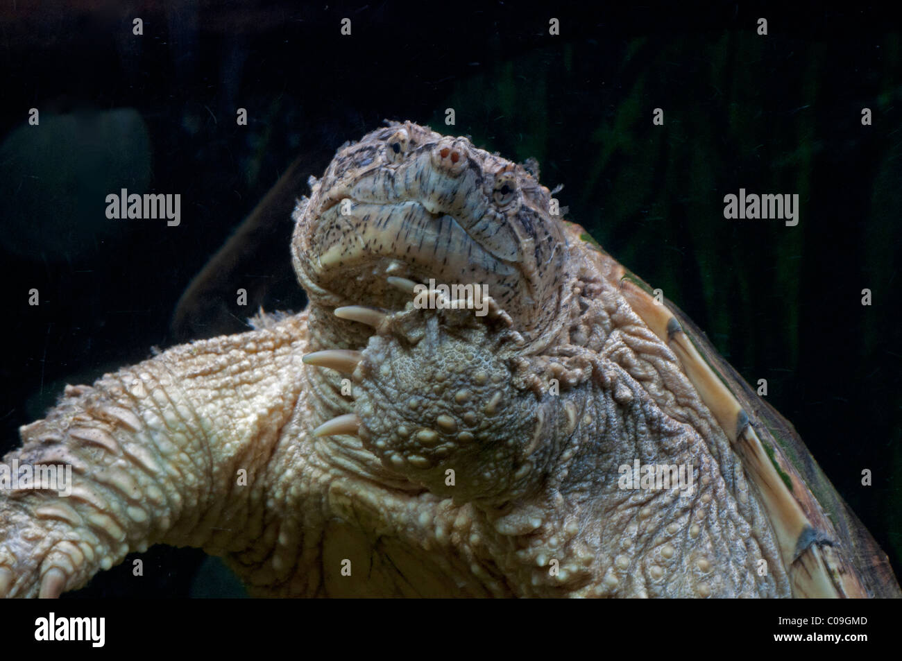 Close-up of a Common Snapping Turtle Stock Photo - Alamy