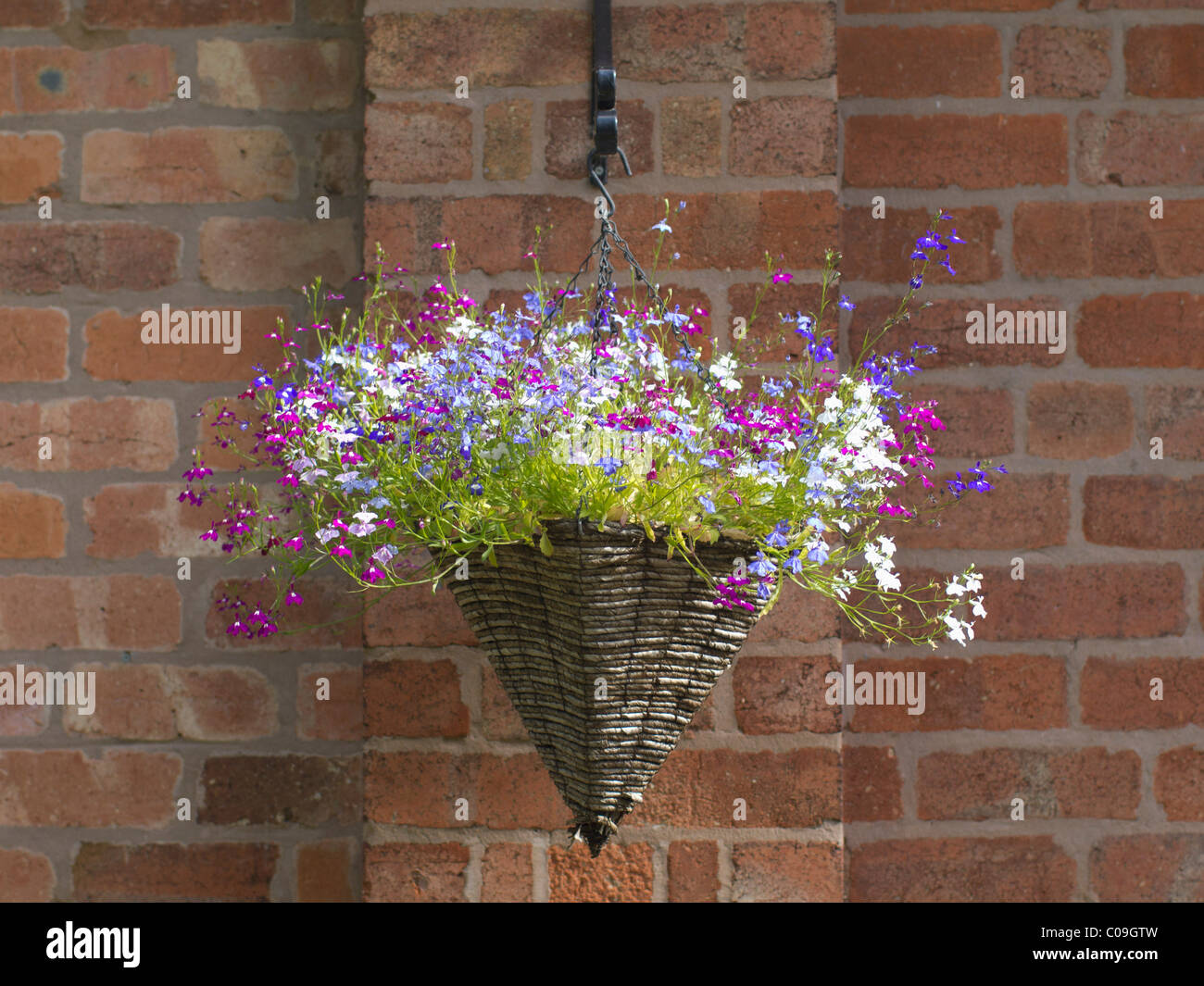 a hanging basket hung from a wall in a cottage garden Stock Photo - Alamy
