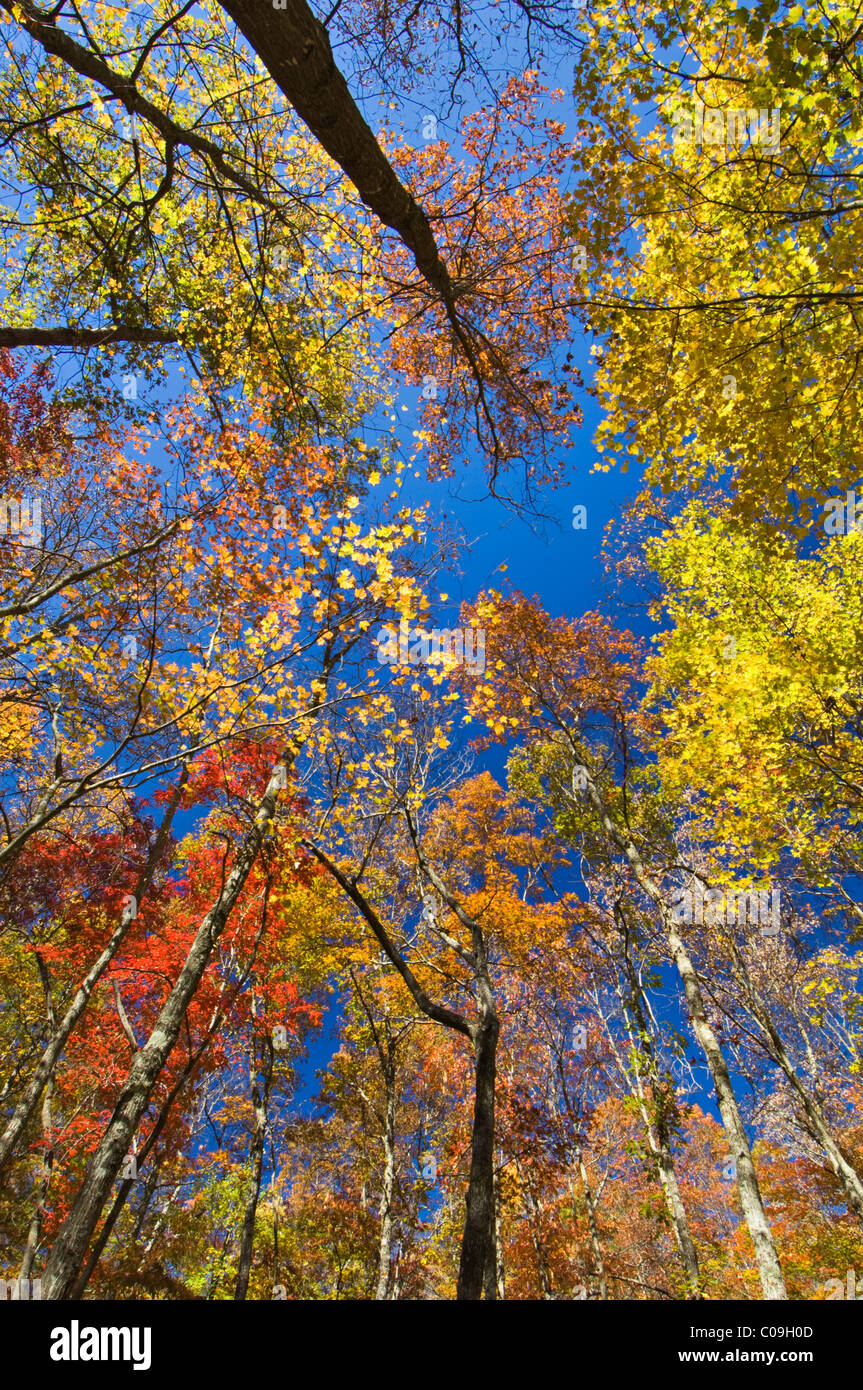 Wide Angle View of Autumn Trees Looking Up through the Forest in Pine ...