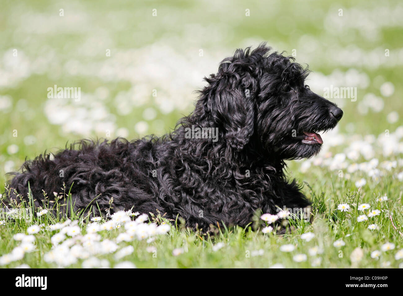 Flatdoodle hi-res stock photography and images - Alamy