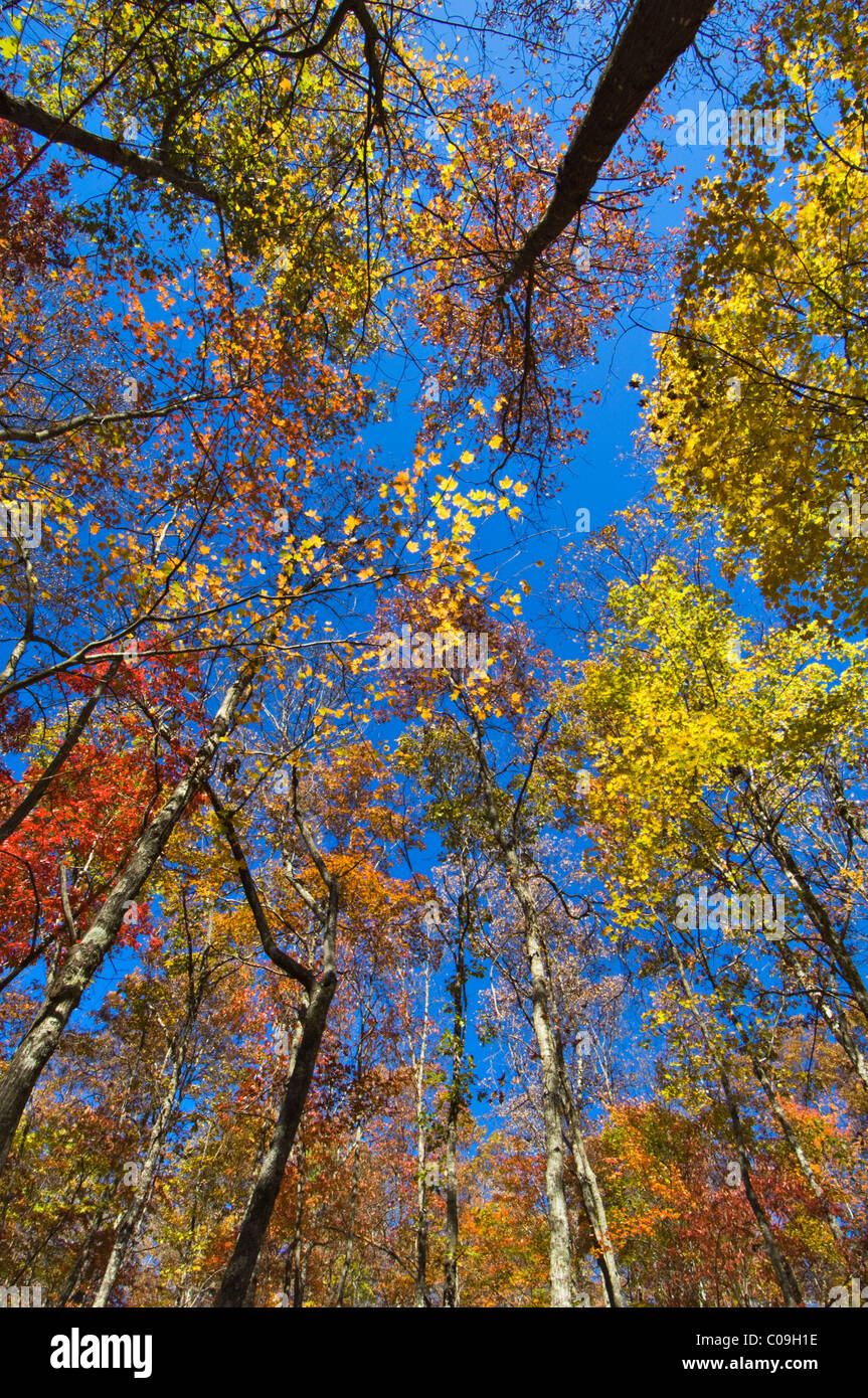 Wide Angle View of Autumn Trees Looking Up through the Forest in Pine ...