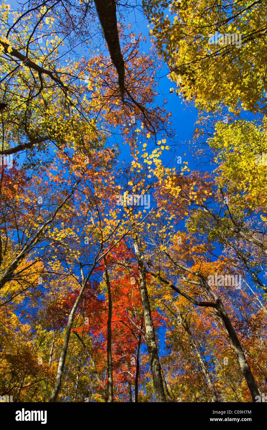 Wide Angle View of Autumn Trees Looking Up through the Forest in Pine ...