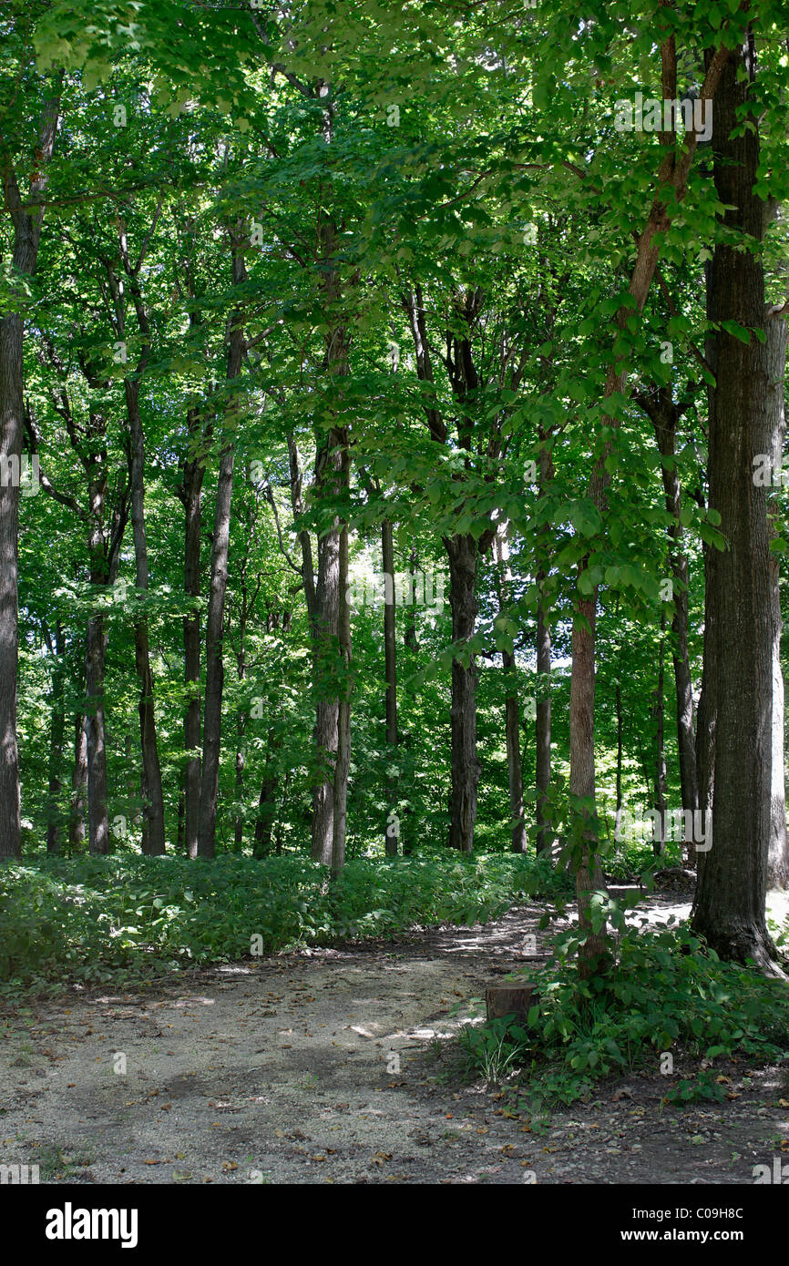 Forest road in Iowa, USA Stock Photo - Alamy