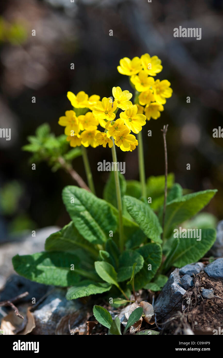 Primroses (Primula officinalis), National Park Northern Velebit, Lika ...