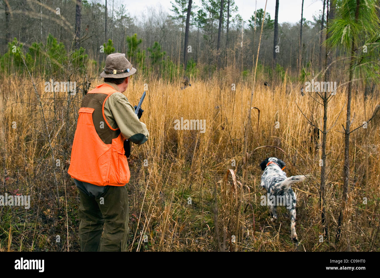 Flushing Quail, Upland Hunter and English Setter on Point during Quail ...