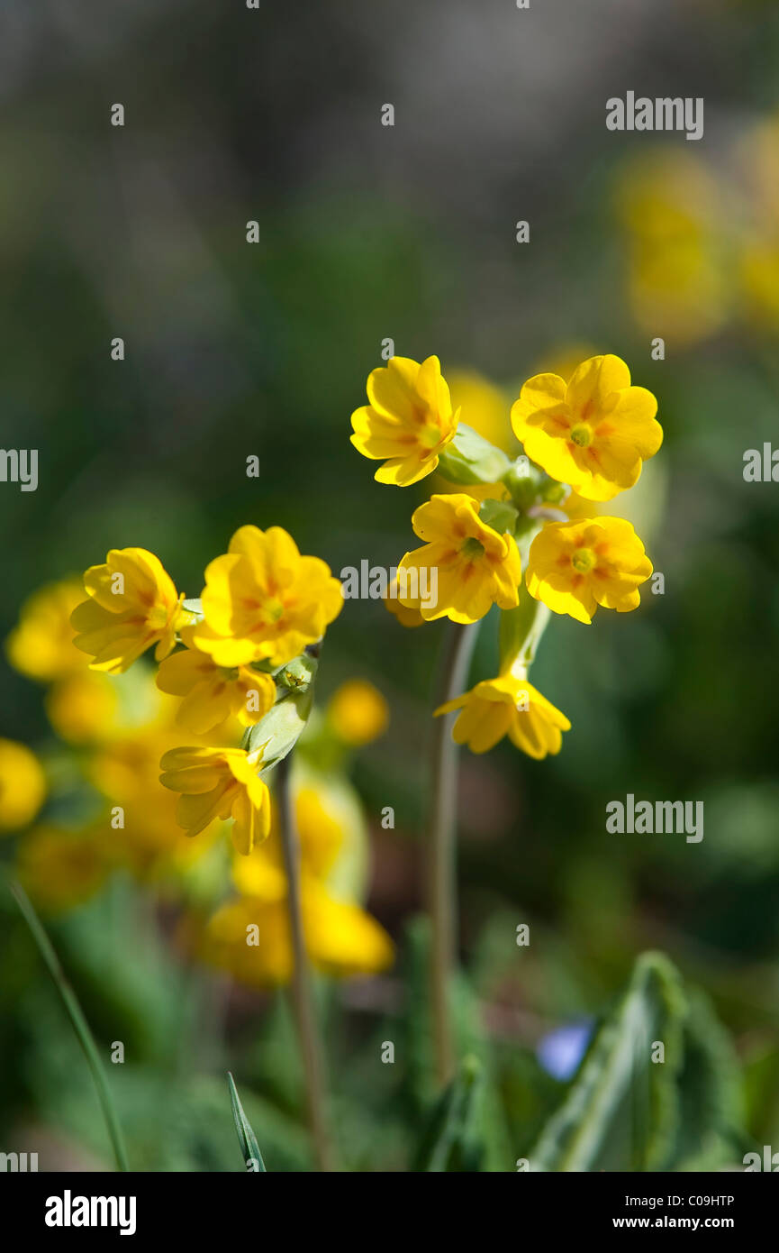 Primroses primula officinalis national park hi-res stock photography ...