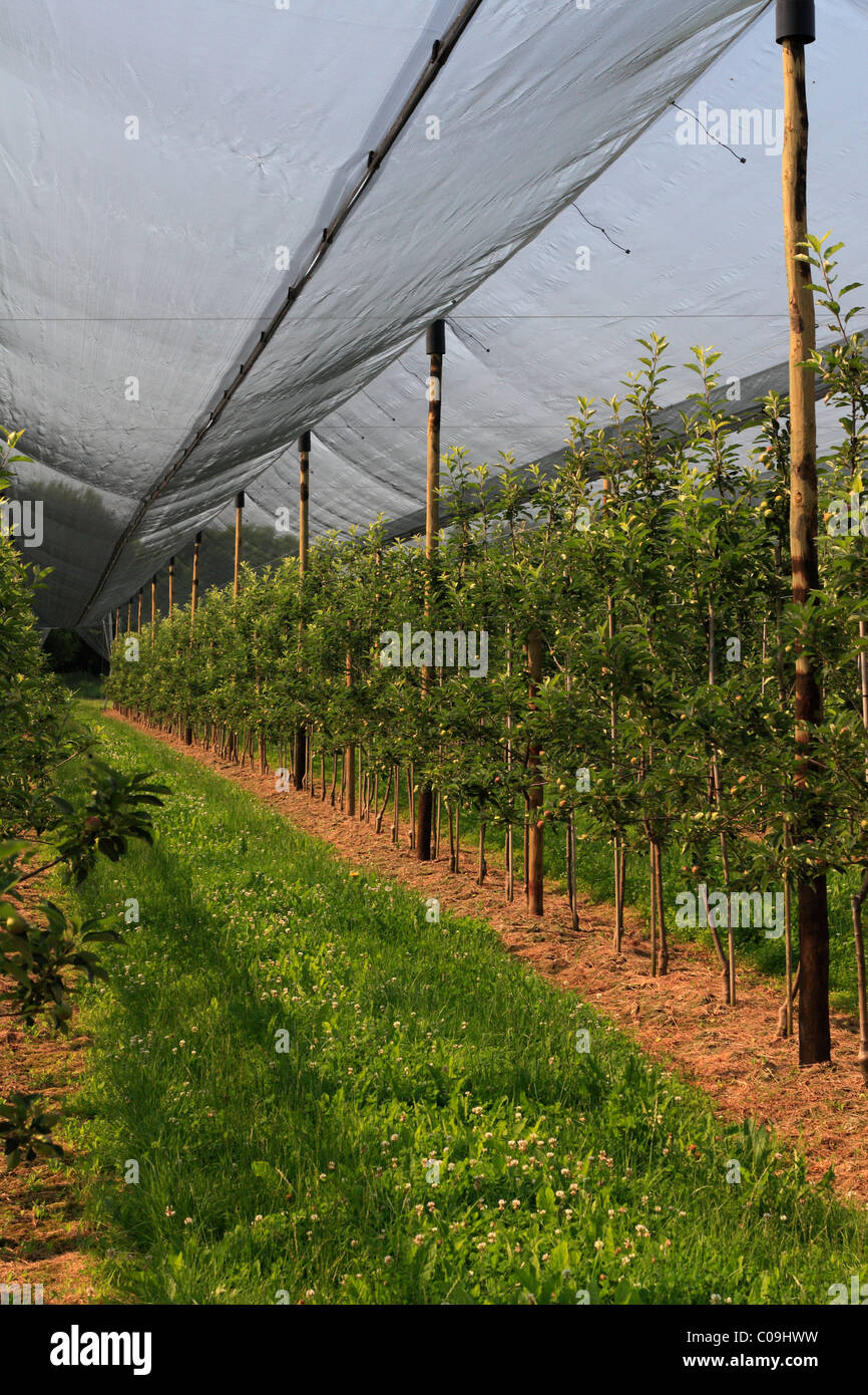 Apple crop, covered with nets against hail, Hohenlohe, Baden ...