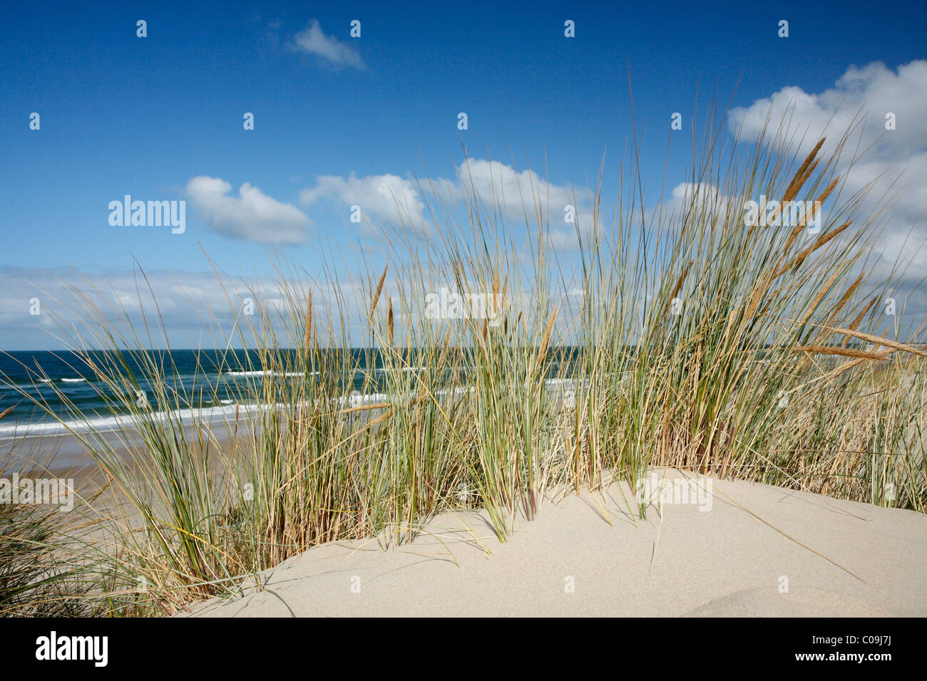 Marram grass on the beach near the De Slufter Nature Reserve, Texel ...