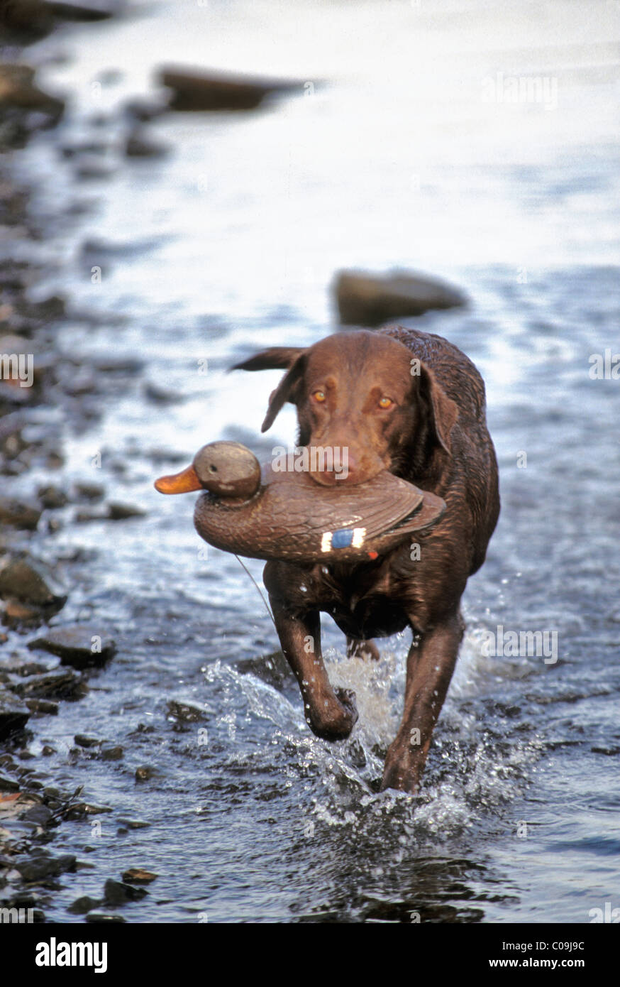 Chocolate Labrador RetrieverCarrying Duck Decoy at Hardy Lake in Scott ...