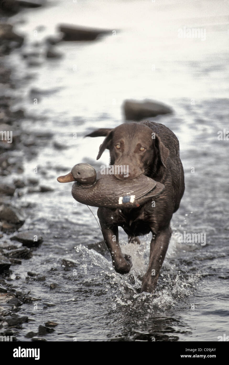 Chocolate Labrador RetrieverCarrying Duck Decoy at Hardy Lake in Scott ...