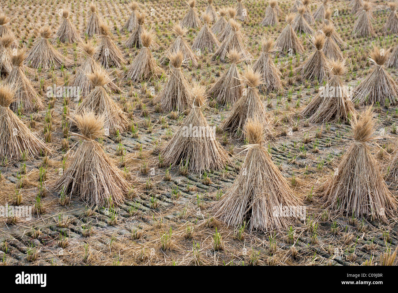 Drying rice plants hi-res stock photography and images - Alamy