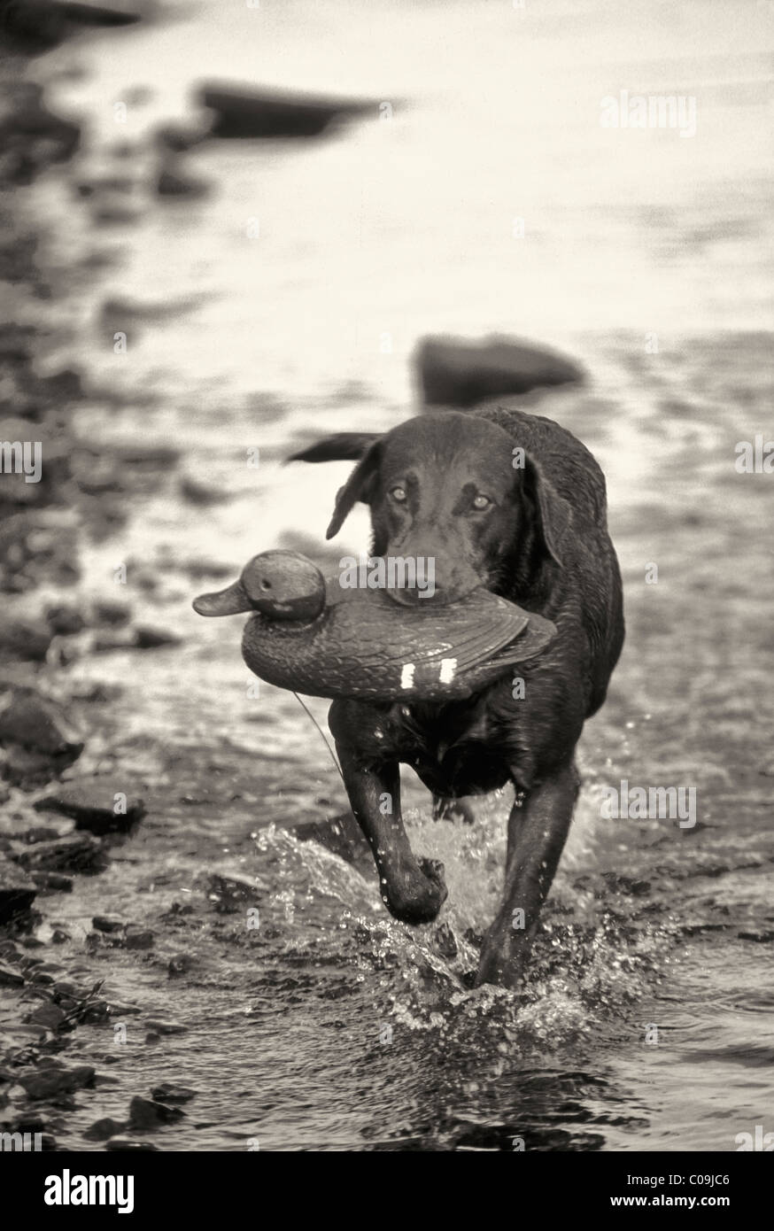Black labrador with duck hi-res stock photography and images - Alamy