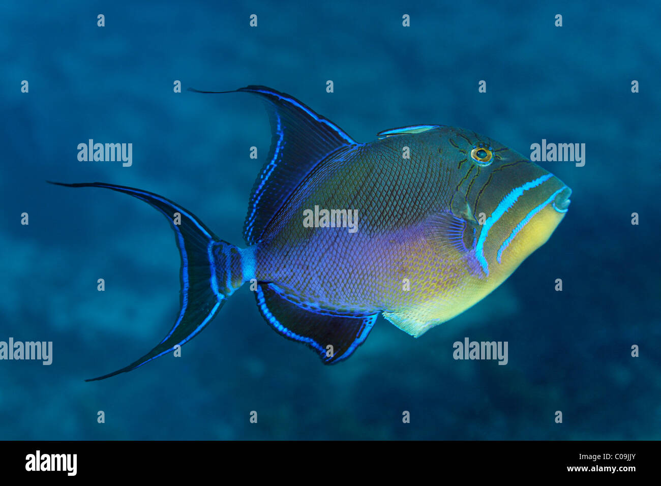 Balistes vetula High Resolution Stock Photography and Images - Alamy