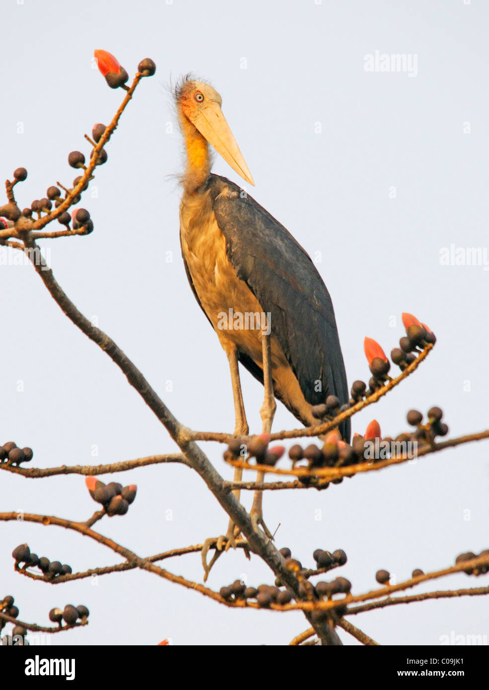 Lesser adjutant stork Stock Photo - Alamy