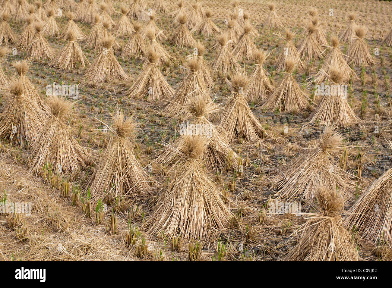 Rice straw stacked for drying after harvest, dry rice fields in Hualien ...