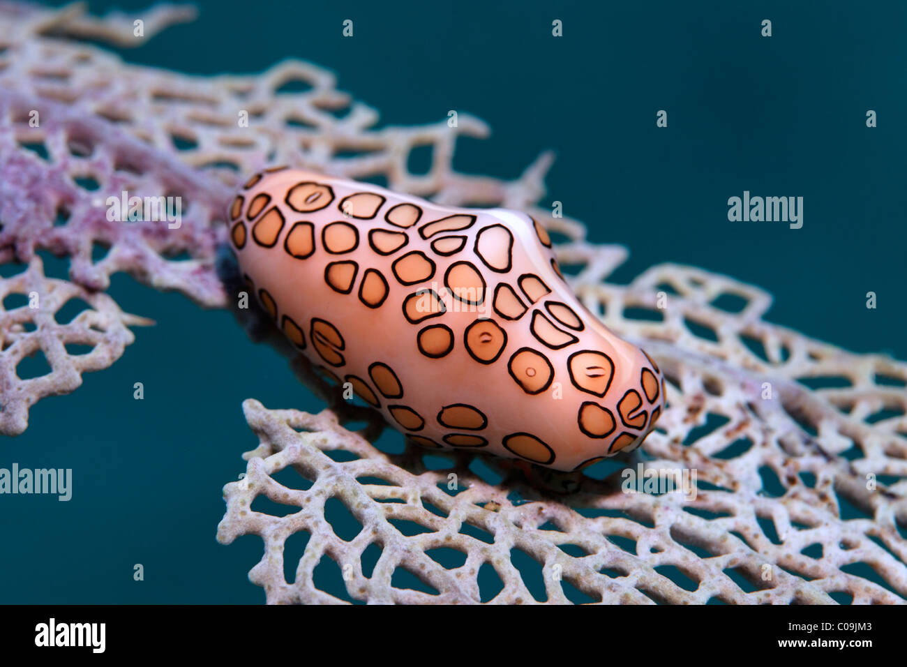 Flamingo tongue snail hi-res stock photography and images - Alamy