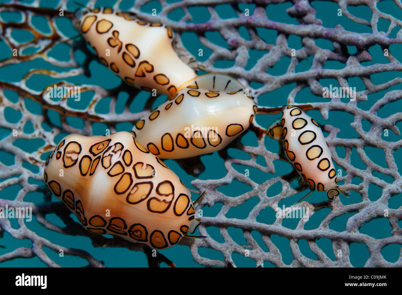 Flamingo tongue snails (Cyphoma gibbosum) feeding on sea fan, Little ...