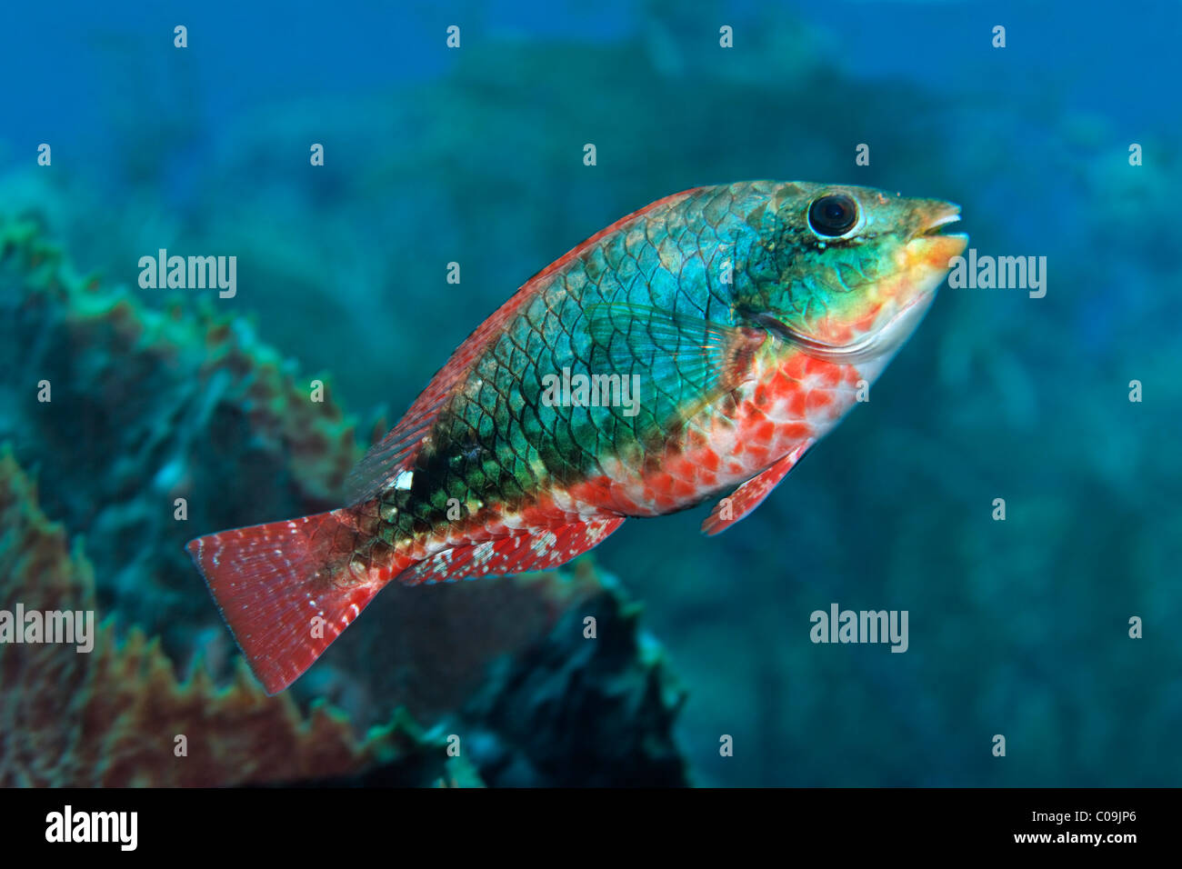 Redband Parrotfish (Sparisoma aurofrenatum), Little Tobago, Speyside ...