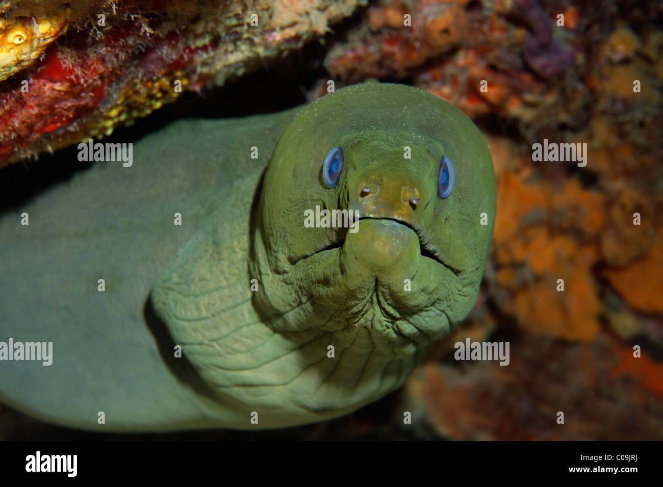 Green moray (Gymnothorax funebris) in its hideway, Little Tobago ...