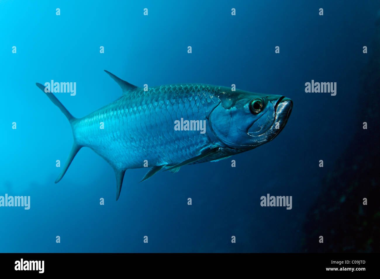Atlantic tarpon (Megalops atlanticus) in the blue, Little Tobago ...