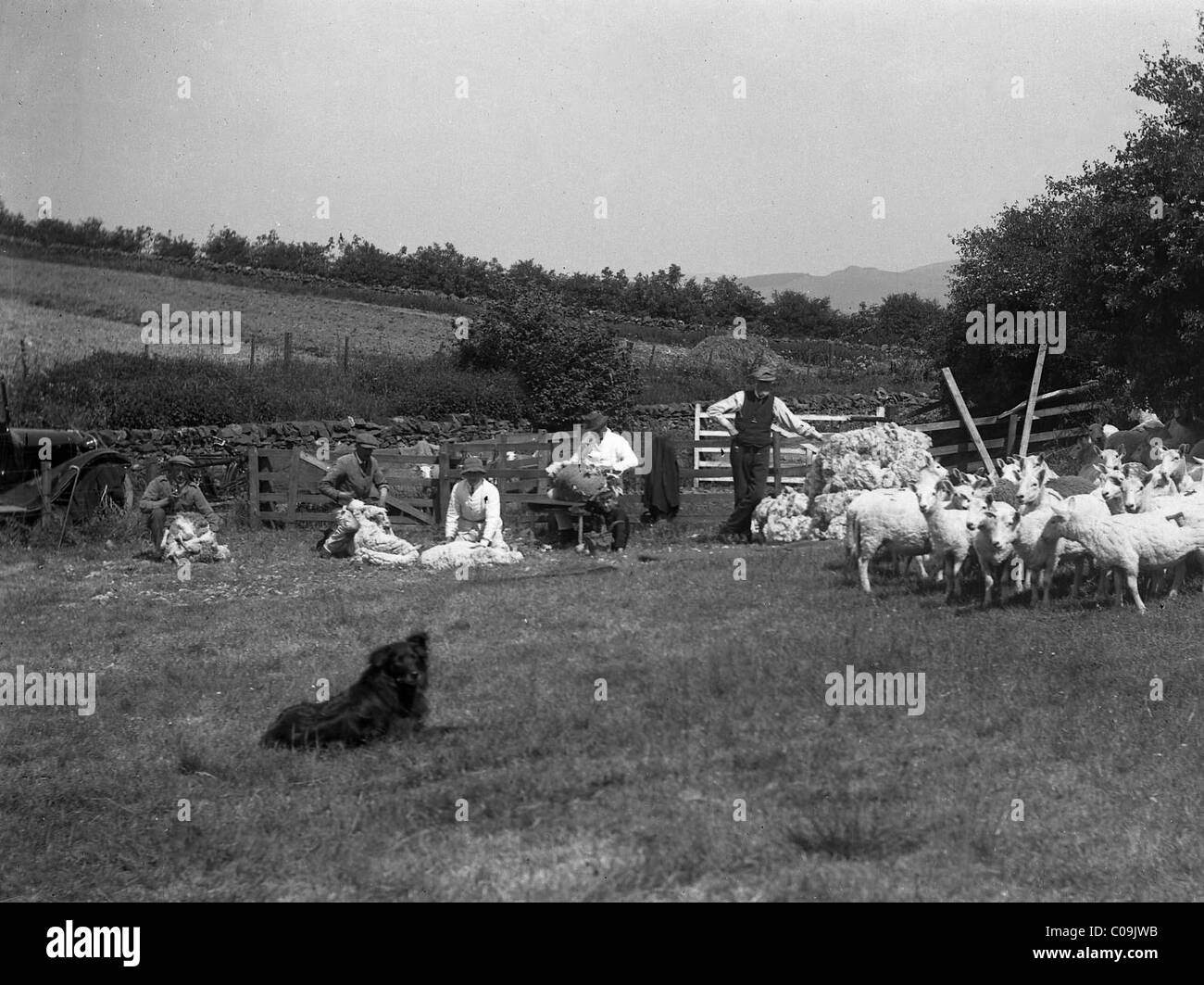 Sheep Shearing Historical Black and White Stock Photos & Images - Alamy