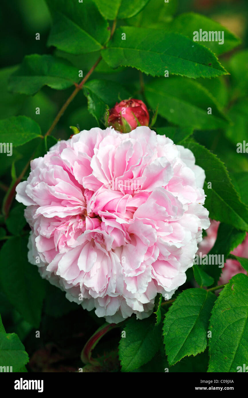 Roses rosa x hi-res stock photography and images - Alamy