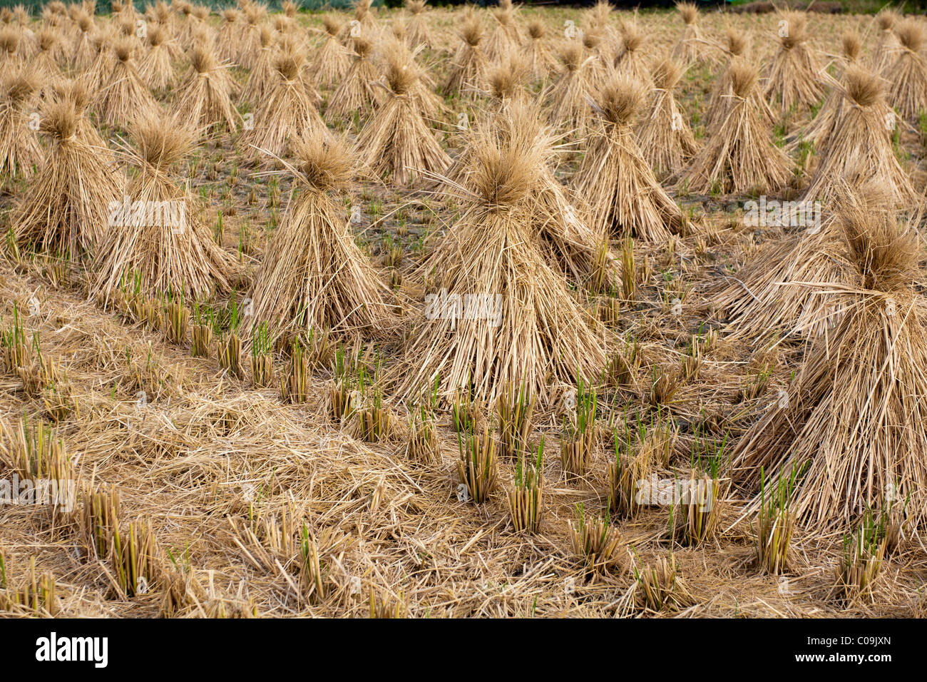 Drying rice plants hi-res stock photography and images - Alamy