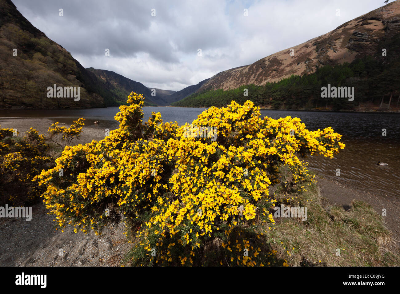 Gorse hi-res stock photography and images - Alamy