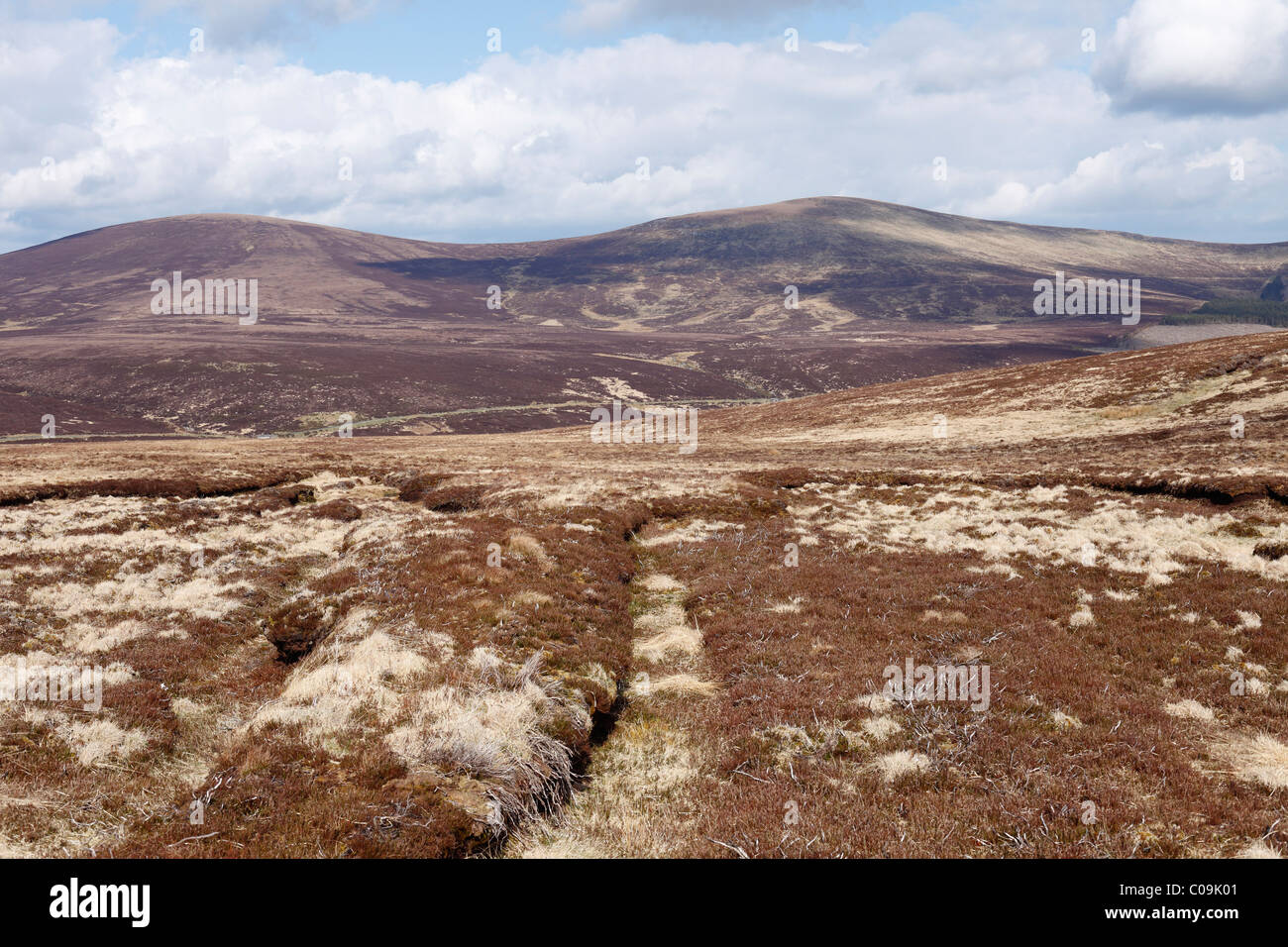 Moor in spring, National Park Wicklow Mountains, Republic of Ireland ...