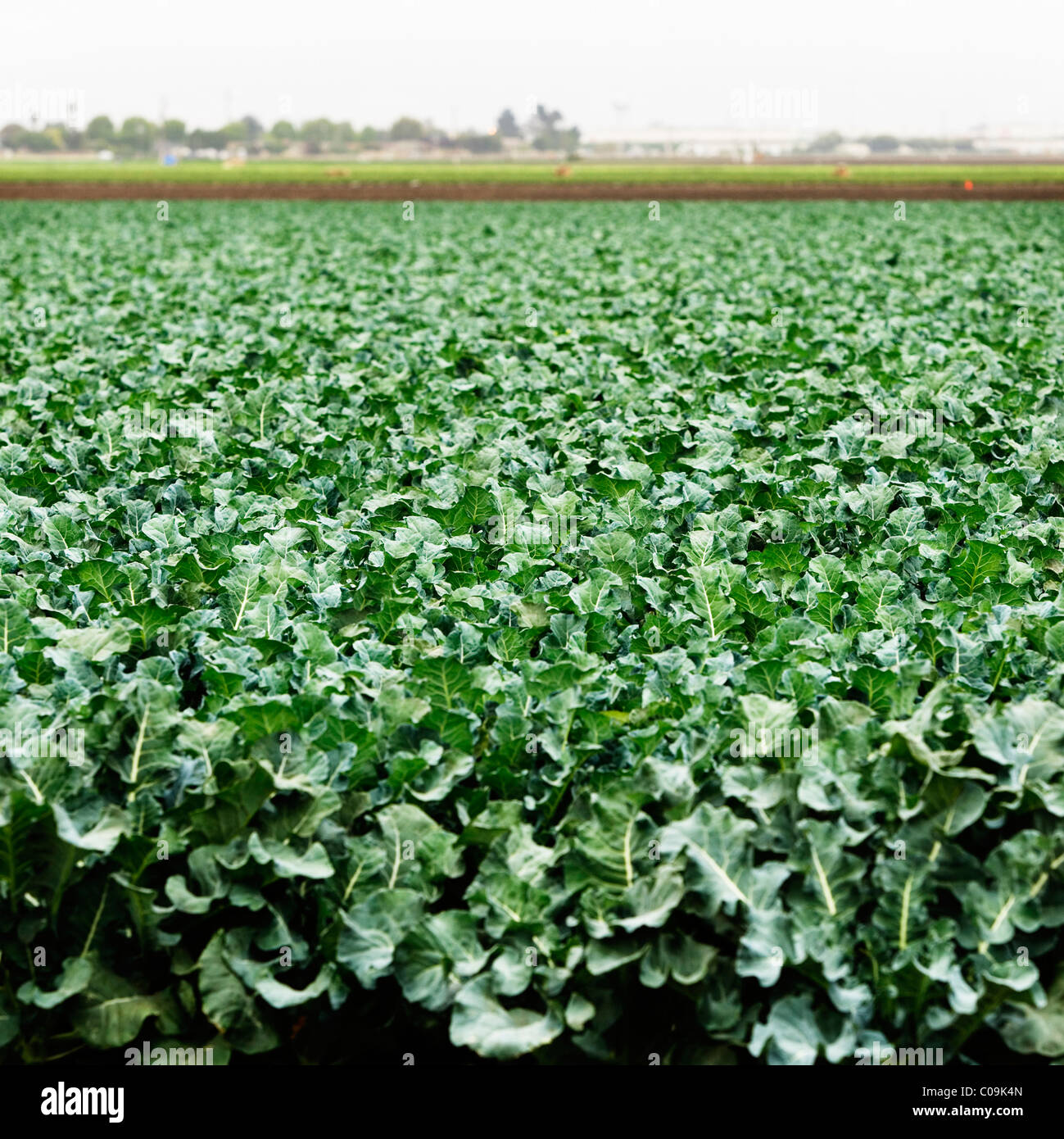 A field of kale in Salinas Valley, California Stock Photo - Alamy