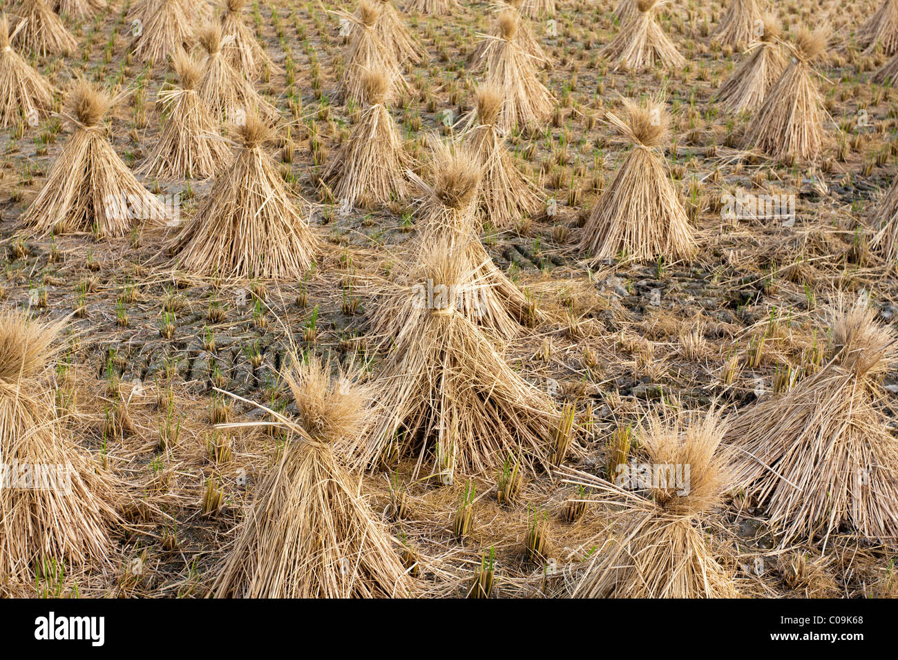 Drying rice plants hi-res stock photography and images - Alamy