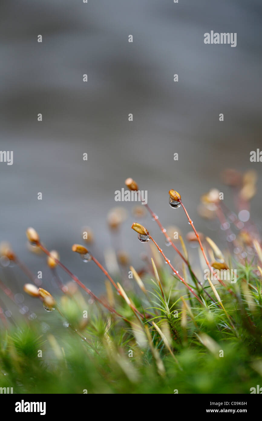 Spore capsules of the Hair Moss (Polytrichum formosum) with morning dew ...