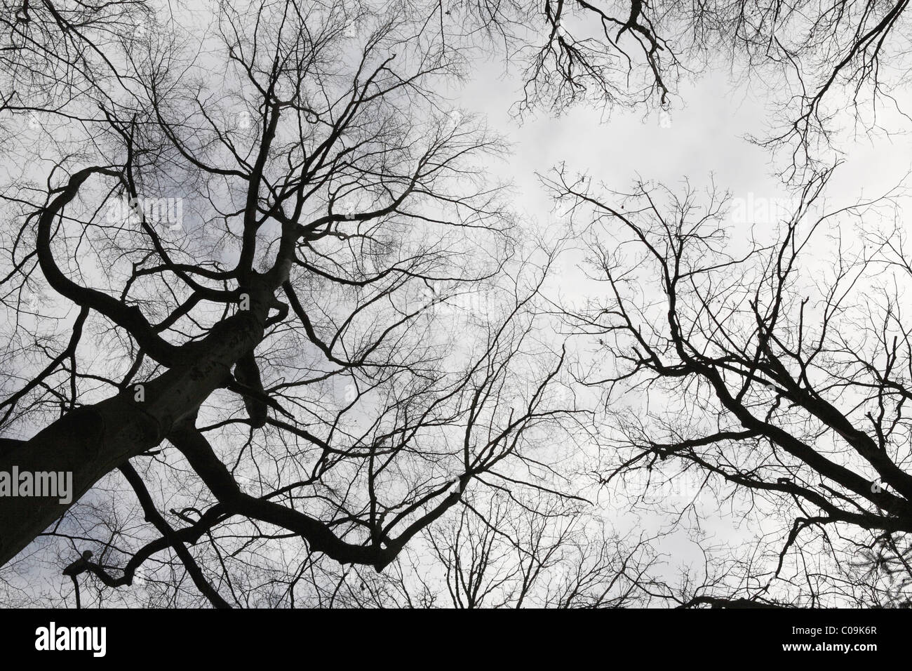 Low angle backlight shot trees hi-res stock photography and images - Alamy