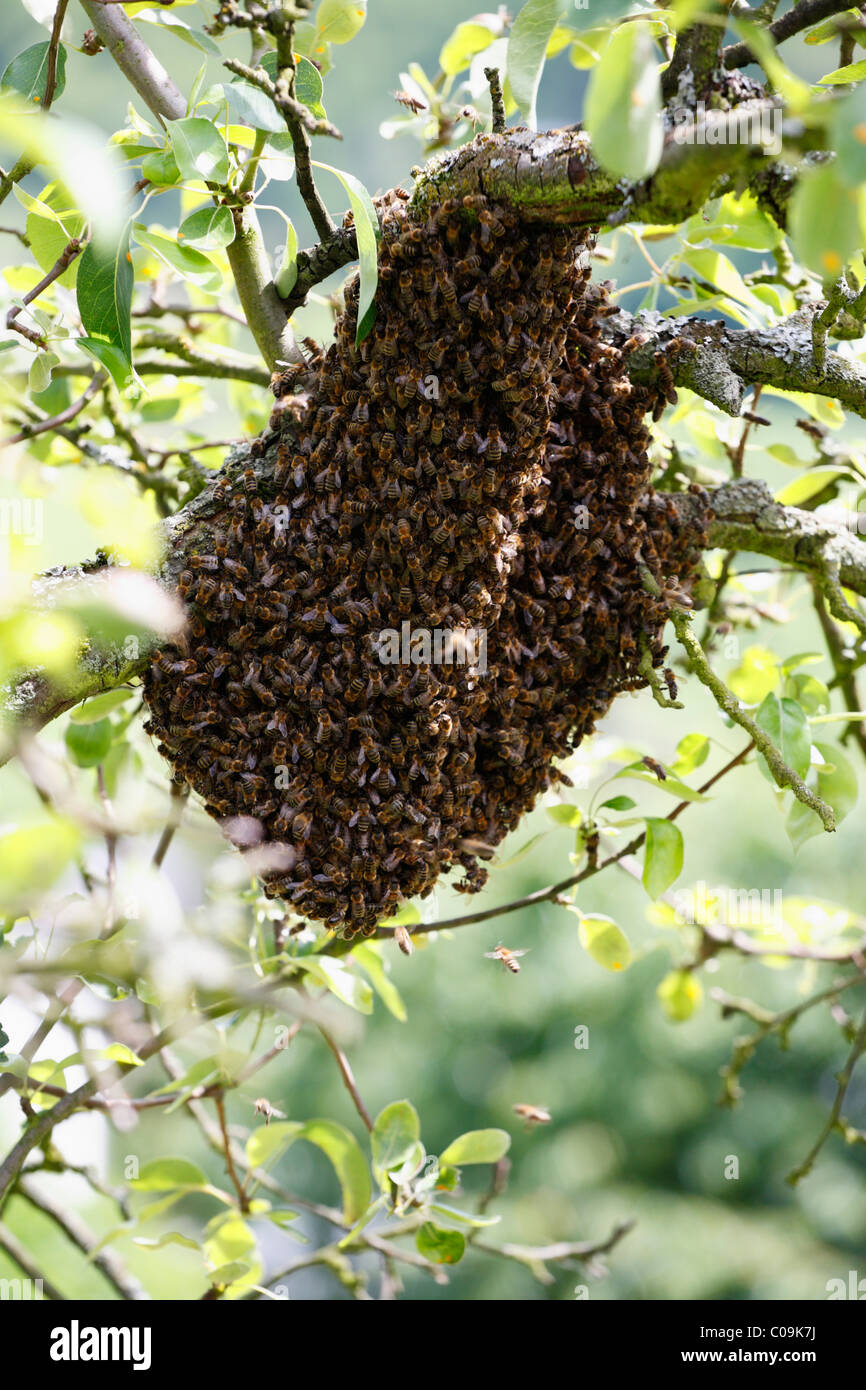 Bees on a fruit tree Stock Photo - Alamy