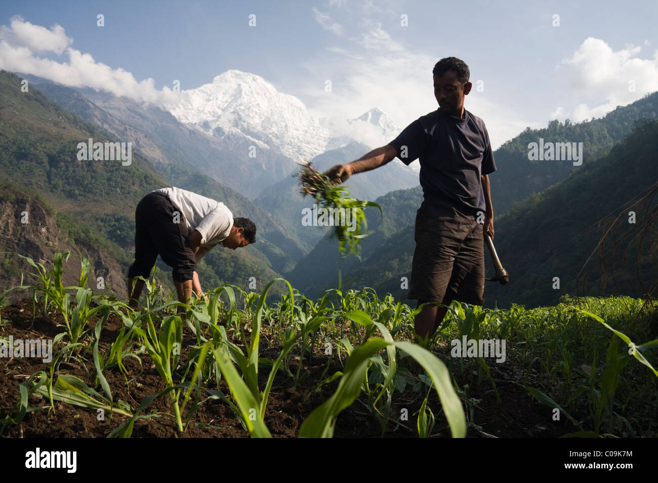 Men pulls weeds till soil hi-res stock photography and images - Alamy