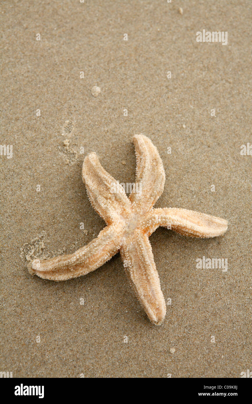 Starfish stranded on beach hi-res stock photography and images - Alamy